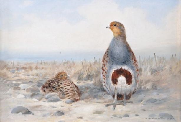Colin W. Burns | English Partridge | MutualArt