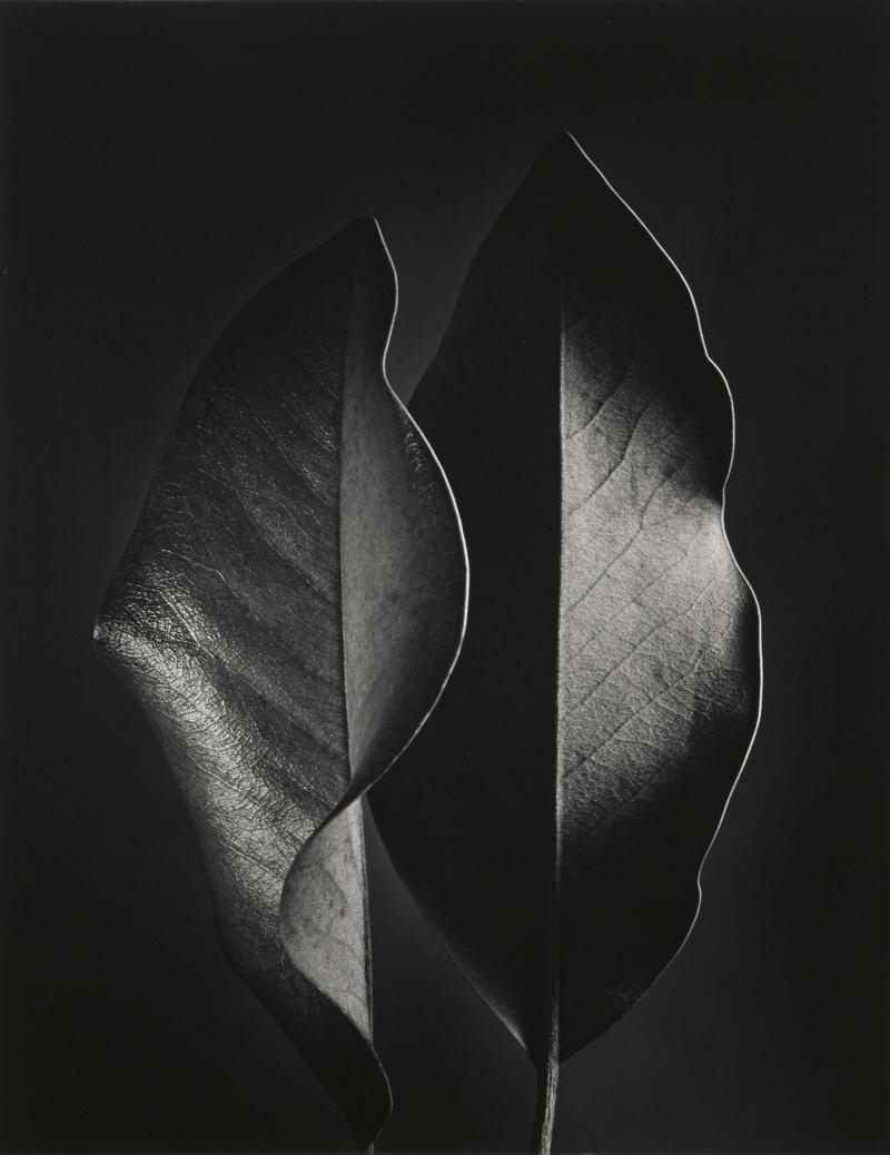 Ruth Bernhard | Lifesavers (1930) | MutualArt