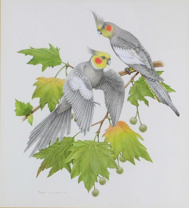 Peter Longhurst | Cockatiels | MutualArt