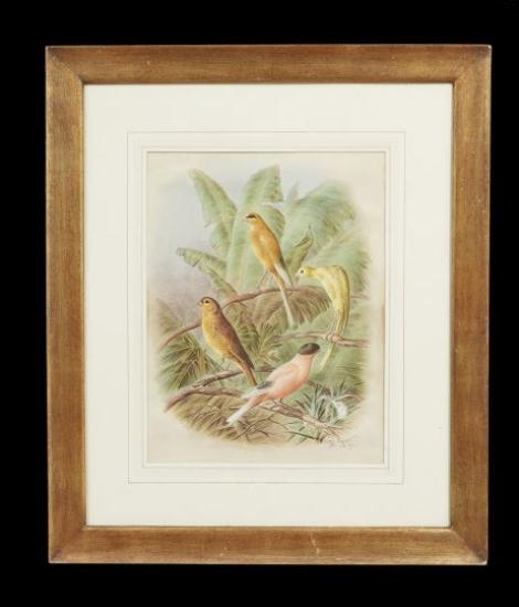 Harry Bright | Tropical Birds (1891) | MutualArt