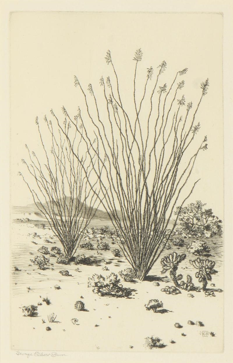 Ocotillo Drawing
