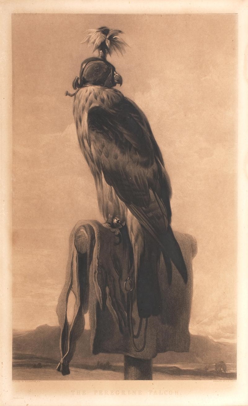 Edwin Landseer | The Hawk and The Peregrine Falcon (Circa 1843) | MutualArt
