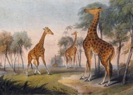 Fayne Robinson | Biography