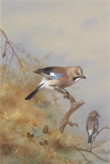 Archibald Thorburn | Jay (1917) | MutualArt