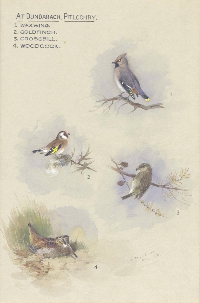 Archibald Thorburn | Jay (1917) | MutualArt