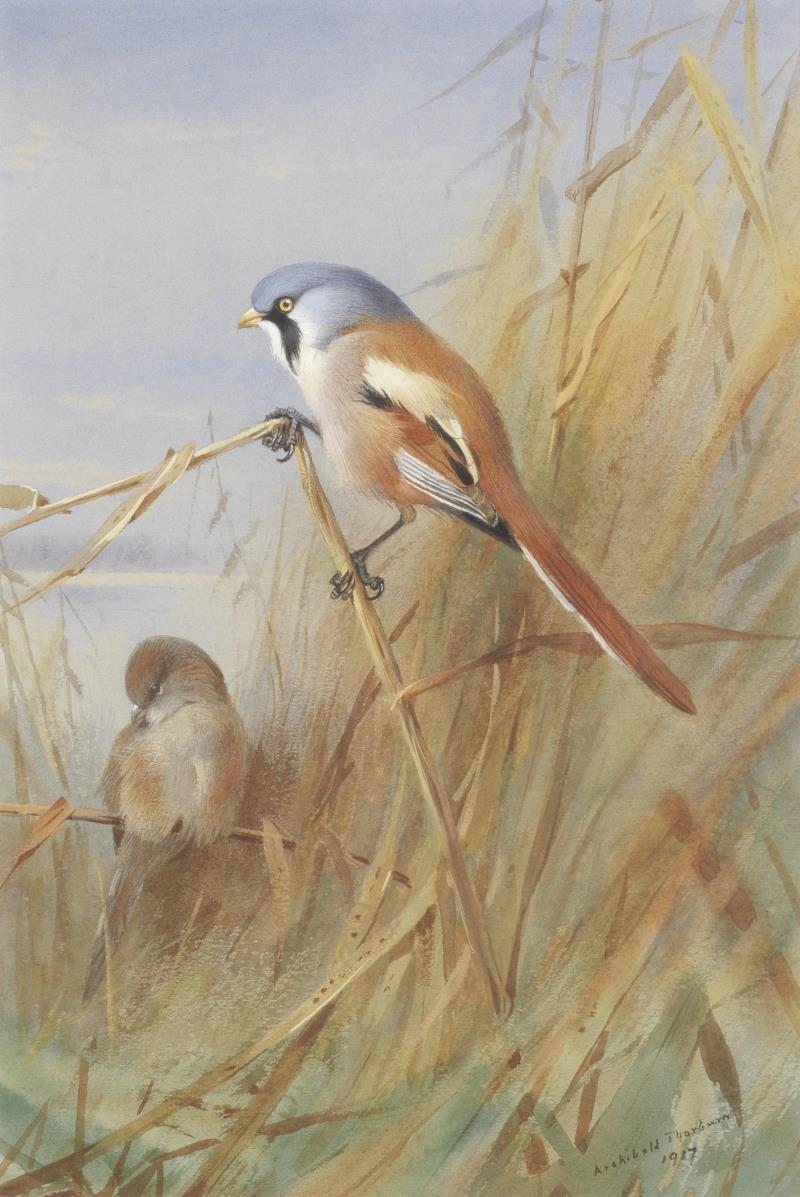 Archibald Thorburn | Jay (1917) | MutualArt