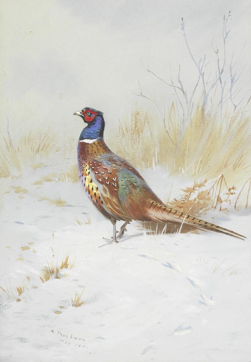 Archibald Thorburn | Jay (1917) | MutualArt