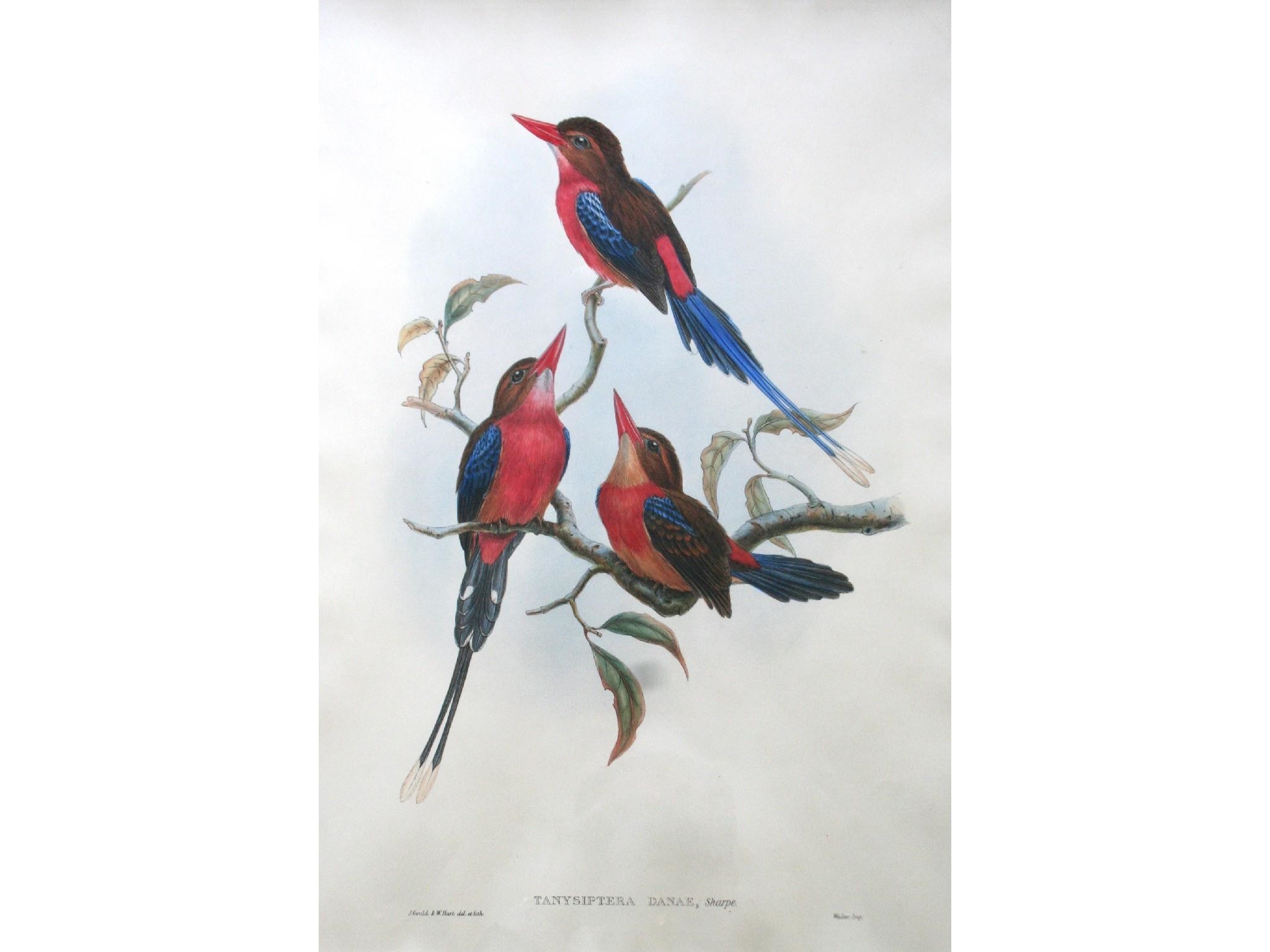 John Gould | 7 WORKS: TANYSIPTERA DANAE; HARPACTES ERYTHROCEPHALUS ...