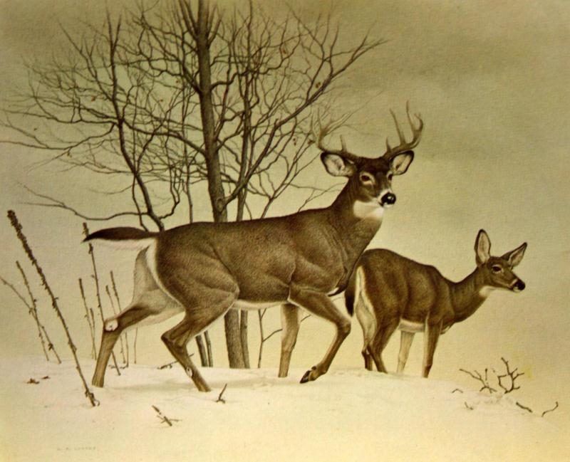 Glen Loates | NATURE IMPRESSIONS | MutualArt