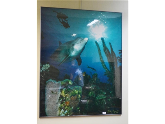 Steve Brunson | Large Colour Underwater Photograph of a Dolphin | MutualArt