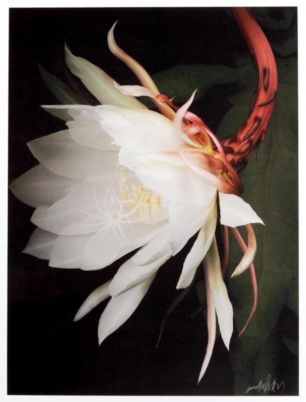 Jonathan Singer | Queen of the Night (2007) | MutualArt