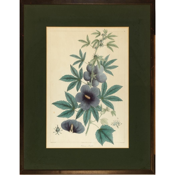 Engelmann | 8 works:PLANT STUDIES | MutualArt