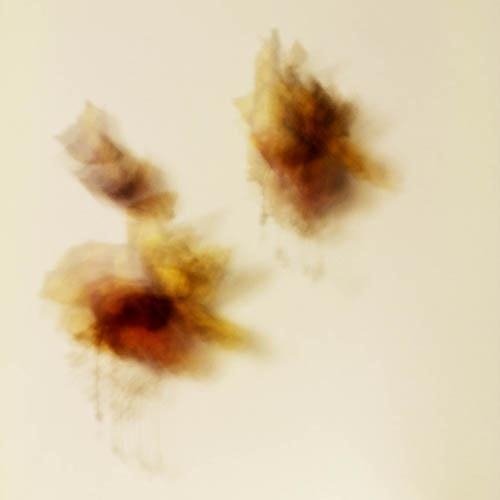Movement of Leaves by Macrographia | Exhibitions | MutualArt