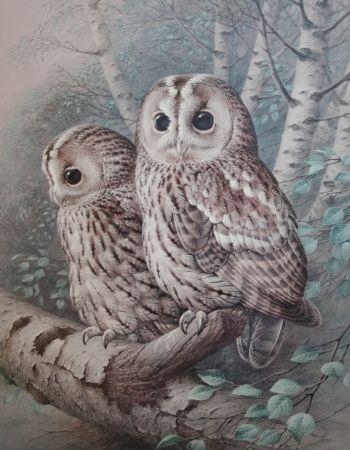 Raymond C. Watson | THE TAWNY OWL (1983) | MutualArt
