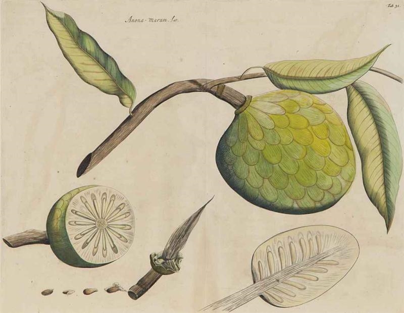 Henrik Draakestein | [Hortus Indicus Malabaricus]: Eight Plates | MutualArt