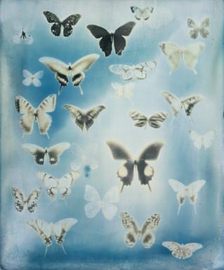 Adam Fuss | ARK (2005) | MutualArt