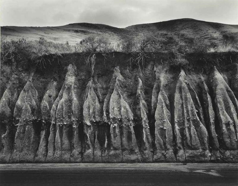 Wynn Bullock | Stark Tree (1956) | MutualArt