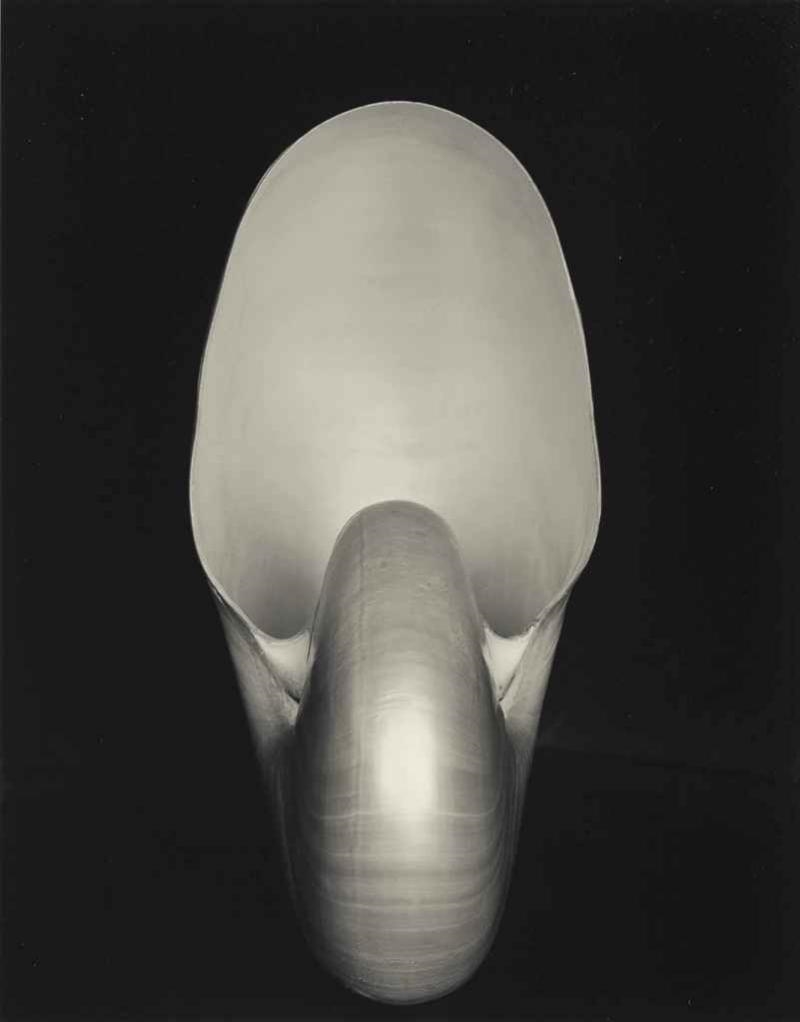 Edward Weston | Shell | MutualArt