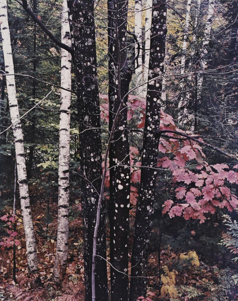 Eliot Porter | 10 Works: Redbud Trees in Bottomland Near Red River ...