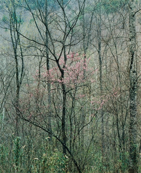 Eliot Porter | Redbud Trees in Bottom Land, Red River Gorge, Kentucky ...
