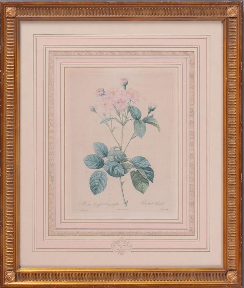 Pierre-Joseph Redoute | ROSES | MutualArt