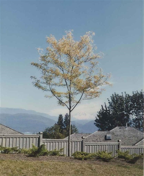 Rodney Graham | Tree on site of former Camera Obscura (1996) | MutualArt