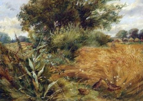 Arthur James Stark | Partridge In A Harvest Field | MutualArt