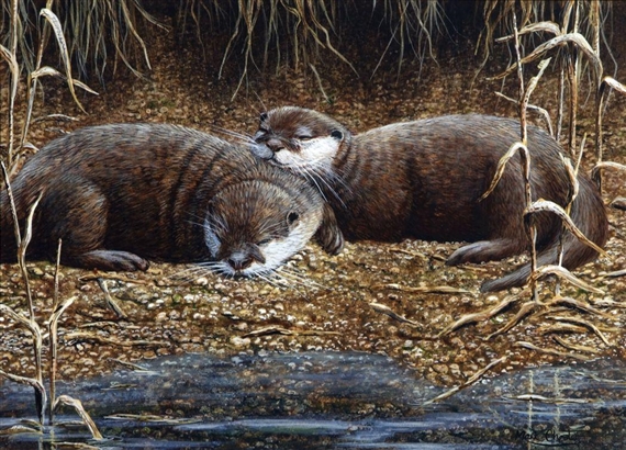 Mark Chester | Sleeping Otters | MutualArt