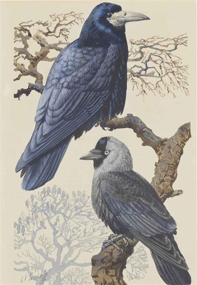 Charles Frederick Tunnicliffe | Rook and jackdaw | MutualArt
