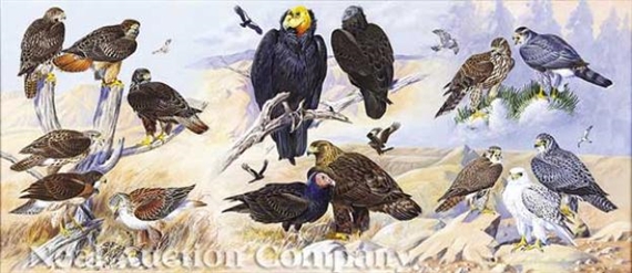 Don Malick | Hawks of Western North America | MutualArt