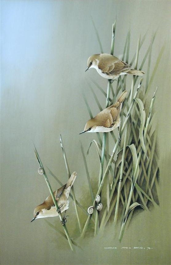 Terence James Bond | Study of a goldfinch (1974) | MutualArt