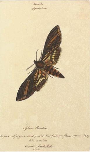 Walter Goodall | Butterflies | MutualArt