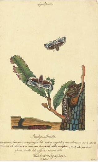 Walter Goodall | Butterflies and Insects | MutualArt