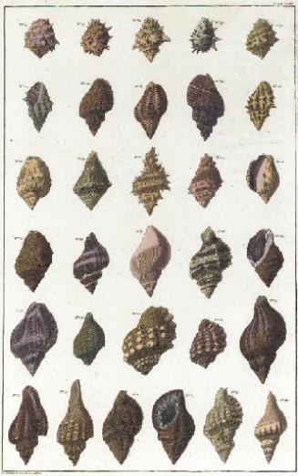 Albertus Seba | 4 works: Albertus Seba's Cabinet of Curiosities or ...