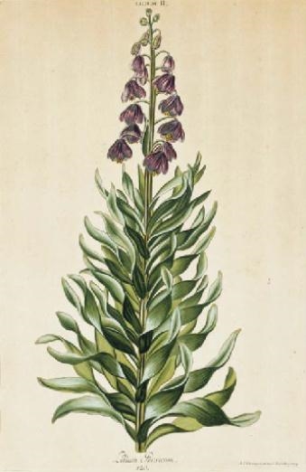 Christoph Jacob Trew | 28 Artworks at Auction | MutualArt