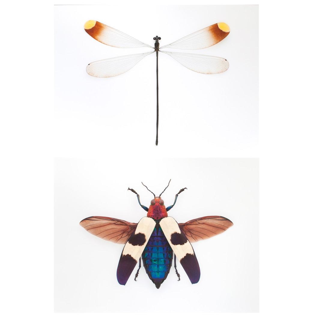 Woolf John | 2 works: Chrysochroa Buqueti Rugicallis; Microstigma ...