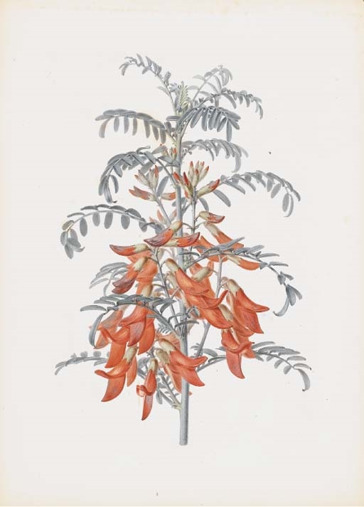 Alfred Riocreux | Sutherlandia Floribunda | MutualArt