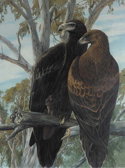 James Renny | Two eagles surveying their territory (1990) | MutualArt