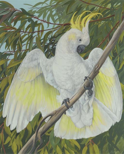 James Renny | A sulphur-crested cockatoo displaying (1990) | MutualArt