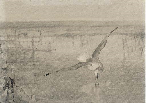 Winifred Austen | A gull swooping | MutualArt