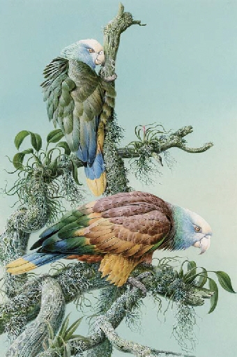Cyril David Johnston | Vicent Amazon Macaws | MutualArt