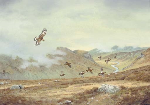 Robjent Richard | Golden eagle attacking grouse, Invercauld, Deeside ...
