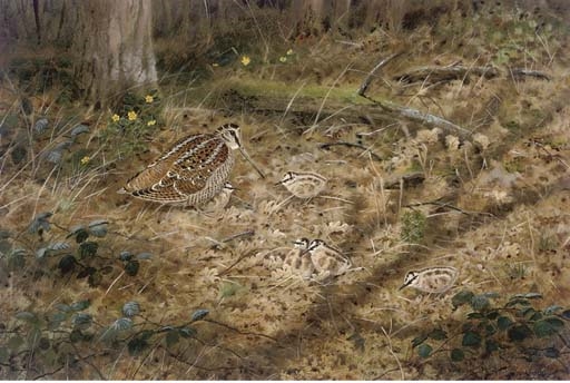 Richard Robjent | Woodcock and chicks in the undergrowth | MutualArt