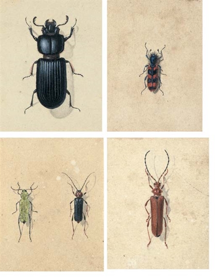 German School, 19th Century | Five drawings of beetles: A pendunculate ...