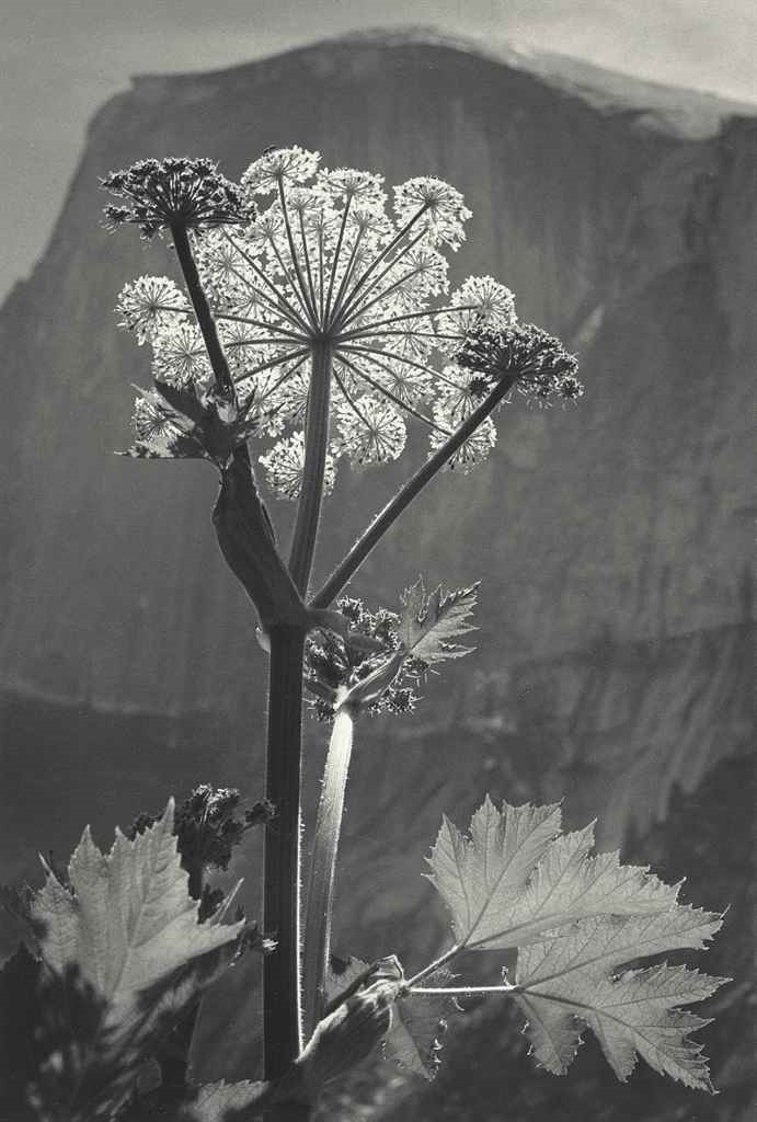 Ansel Adams Photography Flower