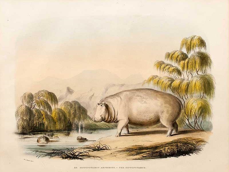 William Harris | Wildlife | MutualArt