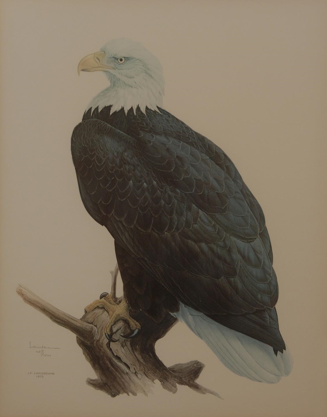 James Fenwick Lansdowne | eagle | MutualArt