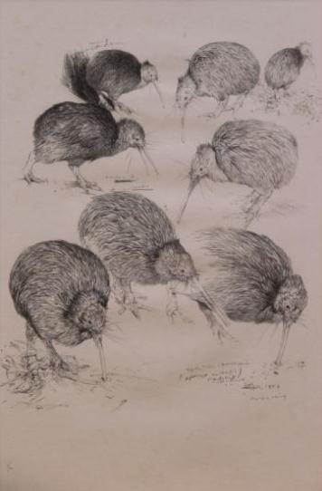 Raymond Harris Ching | North Island Brown Kiwi (1984) | MutualArt