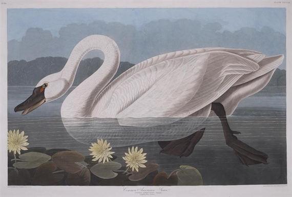 John James Audubon | Common American Swan (Circa 1838) | MutualArt