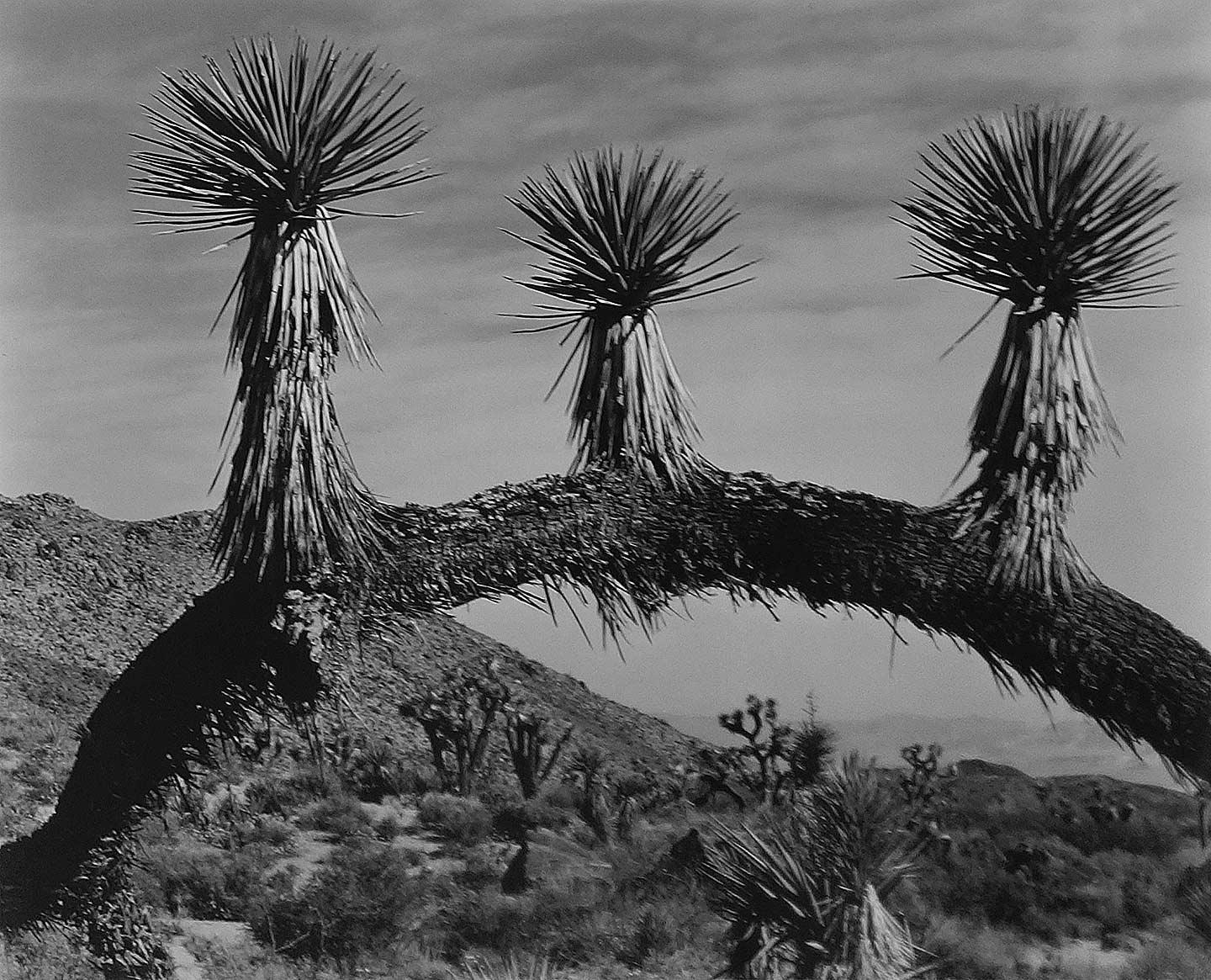 Edward Weston | Untitled 3 Cacti Joshua Tree (1937) | MutualArt